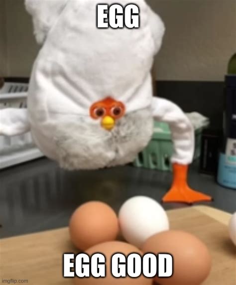 Egg Imgflip