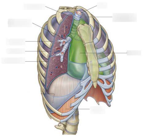 Lecture Structures Of Thorax And Ventilation Diagram Quizlet