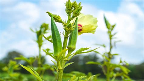 Passo a passo simples e prático para cultivar Quiabo Abelmoschus
