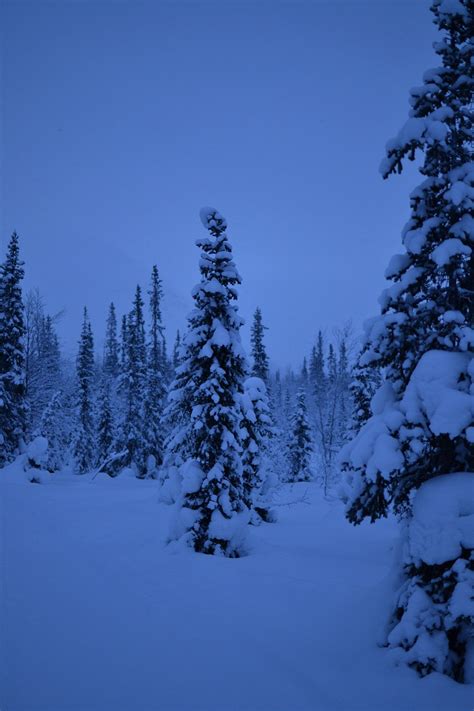 Invierno Nieve Bosque Foto Gratis En Pixabay
