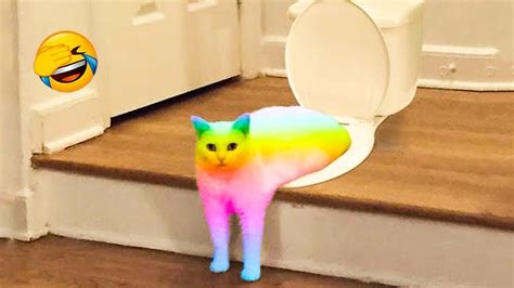 Essayer De Ne Pas Rire Animaux Vidéos De Chats Drôles À Mourir De