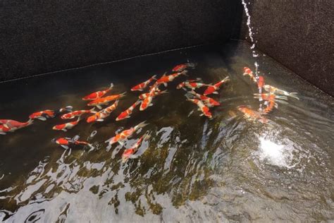 5 Bakteri Penyebab Ikan Koi Sakit AGRO KOI FARM