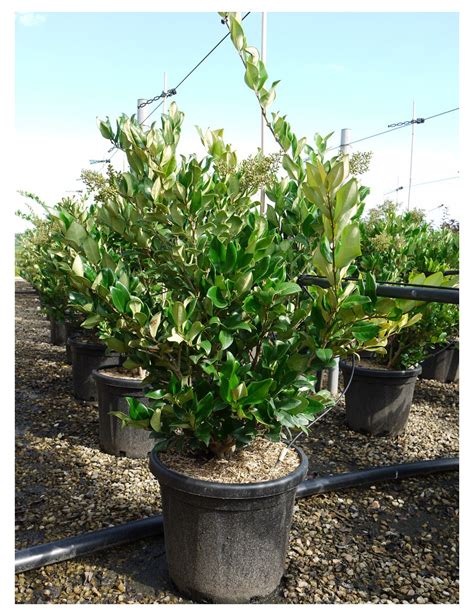 LIGUSTRUM japonicum TEXANUM Troène du Texas