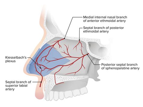 Anatomia Do Nariz Concise Medical Knowledge