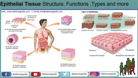 Epithelial Tissue Structure Types Functions And Importance
