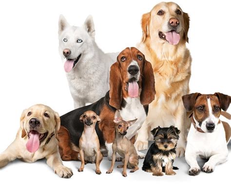 Top 5 De Las Mejores Razas De Perros Para Ninos Revista Oxitocina