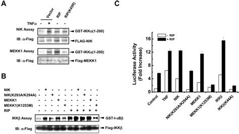 MEKK1 Mediates The RIP Induced Activation Of IKK And NF B Panel A