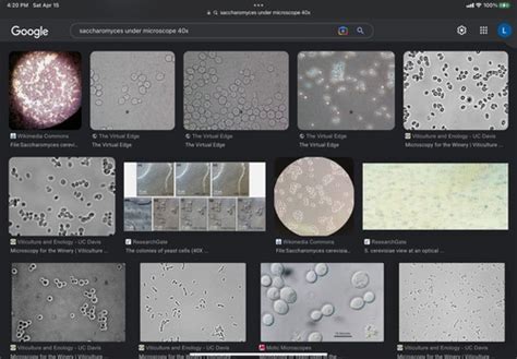 Micro Lab Final Exam Review Flashcards Quizlet
