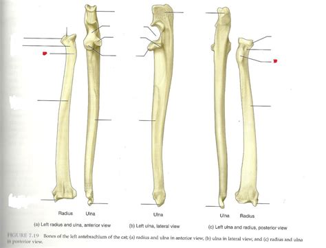 Cat Radius Ulna Diagram Quizlet