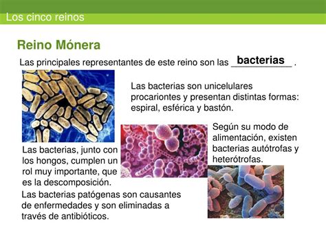 PPT CLASIFICACION DE LOS SERES VIVOS PowerPoint Presentation Free