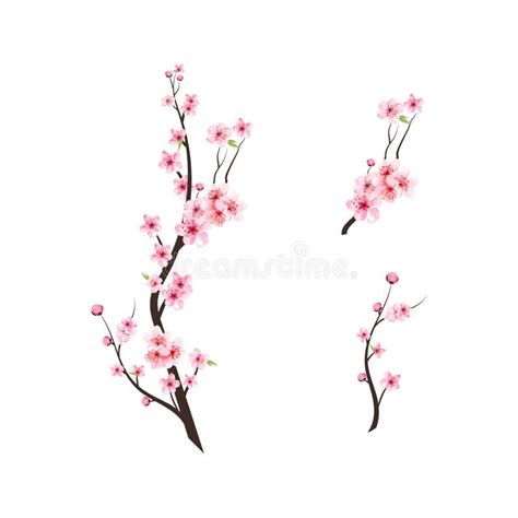 Watercolor Cherry Bud Cherry Blossom Tree Branch With Sakura Flower