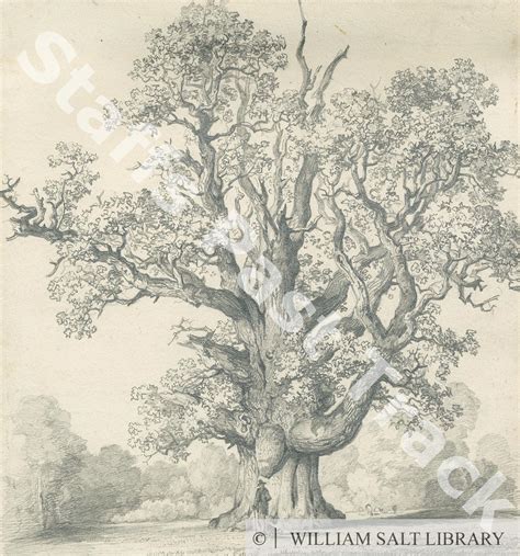 Draw An Oak Tree Angel Oak Tree Turner Exion