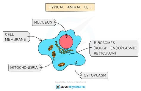 Edexcel IGCSE Biology Double Science 复习笔记 1 2 2 Eukaryotic Organisms