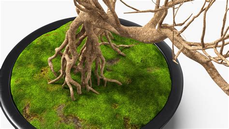 D Bonsai Naked Tree Pot Model Turbosquid
