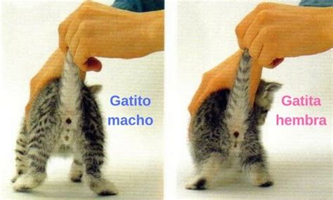 Cómo saber si un gato es macho o hembra Genitales del gato