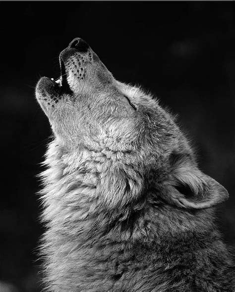Real Howling Wolf Wallpaper