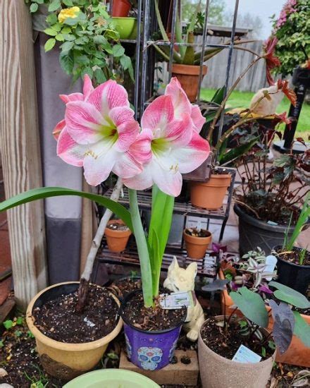 Amaryllis Flower Meaning And Symbolism Balcony Garden Web