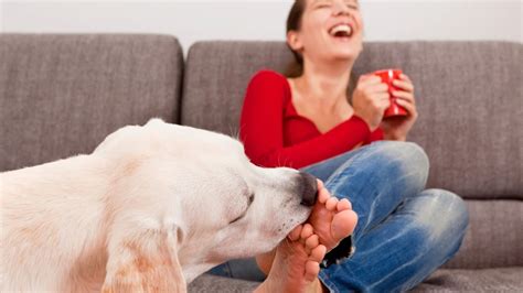 Qué significa cuando un perro lame a una persona Beagle Spain Tu