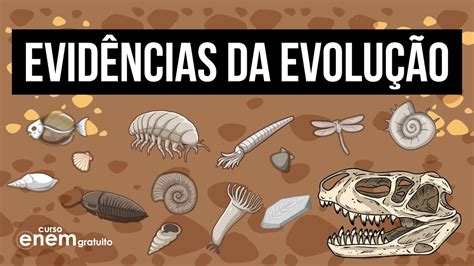 Qual é A Importância Dos Fósseis