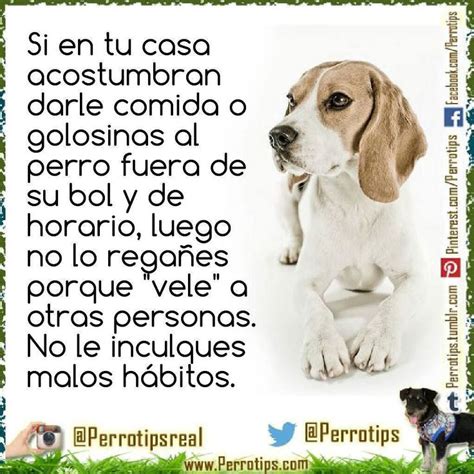 Somos Los Verdaderos Perrotips On Instagram Debemos Evitar Generar