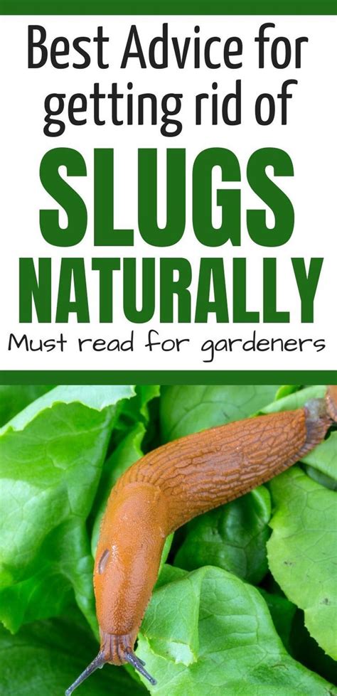 Get Rid Of Slugs Naturally Getting Rid Of Slugs Slug Repellant