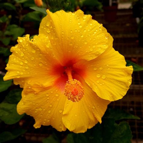 Hibisco Amarelo Orquid Rio Esta Es Orqu Deas E Flores Ornamentais