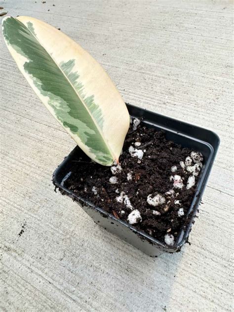 How To Propagate Rubber Plant In Water 3 Easy Steps