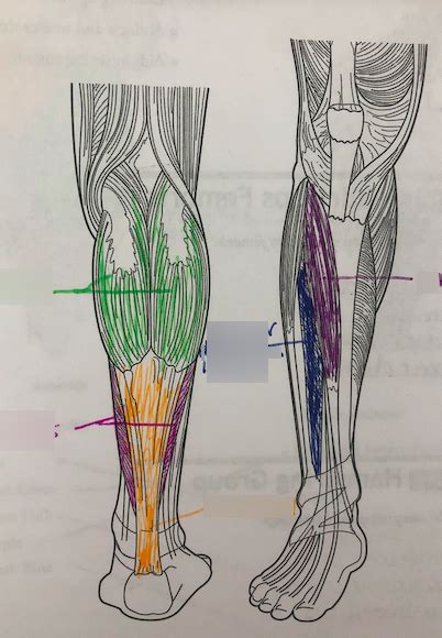 Muscles Of Lower Leg Diagram Quizlet