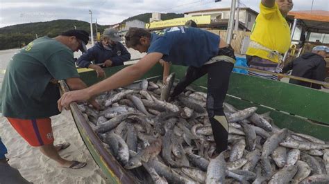 Pesca da tainha durante migração reprodutiva da espécie é tradição de