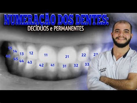 Numera O Dos Dentes Permanentes E Deciduos Diferenciar Distal E