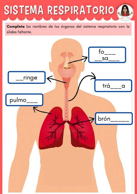 Sistema Respiratorio rompecabezas en línea