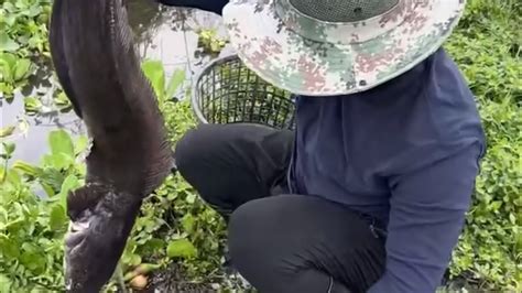 Napakalaking Hito Nahuli Sa Ilalim Ng Waterlily Nakabaon Lamang Sila Sa