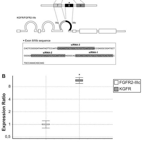 Kgfr And Fgfr Iiic Mrna Relative Expression Levels In Mcf Cells A