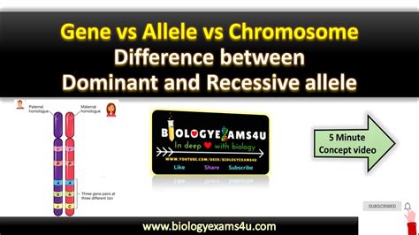 Difference Between Allele Gene And Chromosomes Dominant Allele Vs
