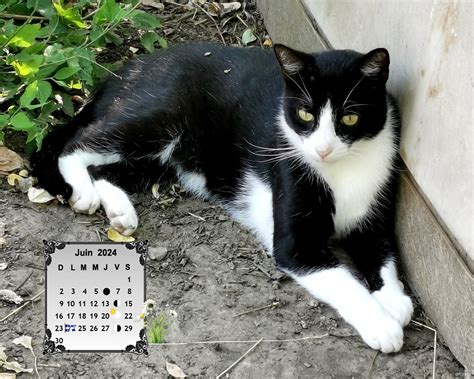 Fonds décran Calendriers Juin 2024 Belle Picotine