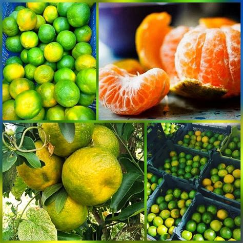 A Grade Maharashtra Fresh Orange Packaging Size Kg Packaging Type