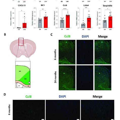 Validation Of Candidate Genes Differentially Expressed In The Aging