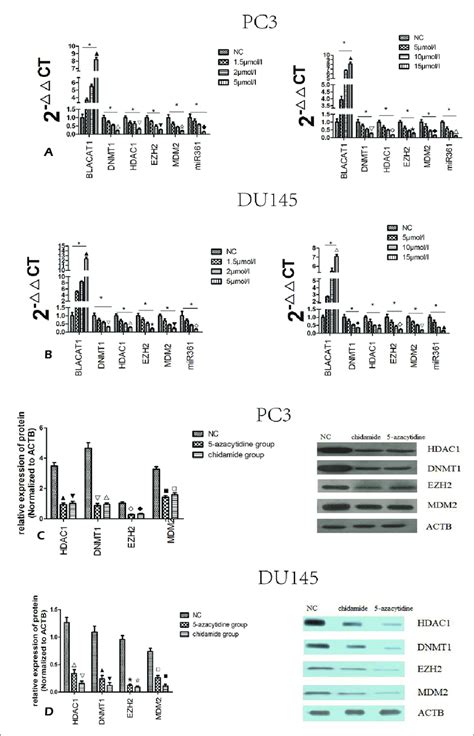Gene And Protein Expressions Following Treatment With Chidamide Or