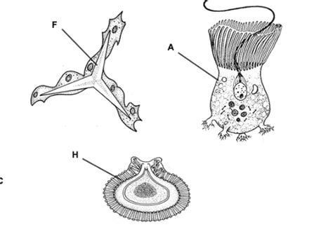 Sponge Diagram 2 Diagram Quizlet