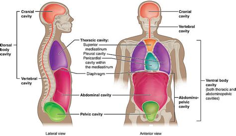 Body Cavity Diagram Quizlet