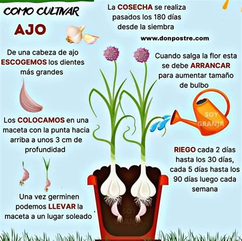 Don Postre Blog Archive Cómo cultivar ajos