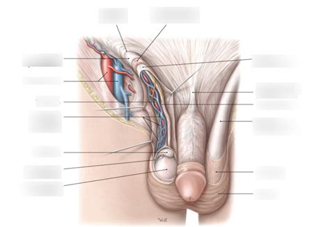 Scrotum And Spermatic Cord Diagram Quizlet