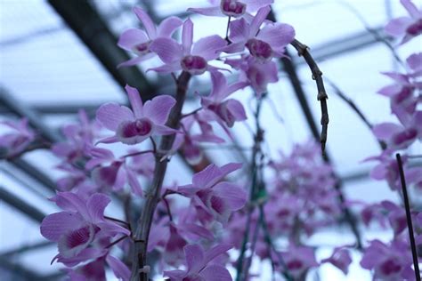 Dendrobium Anosmum Storczyki Darmowe zdjęcie na Pixabay Pixabay