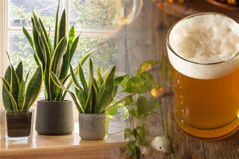 De ce se pune bere la plante Trucul genial care te ajută să ai plante