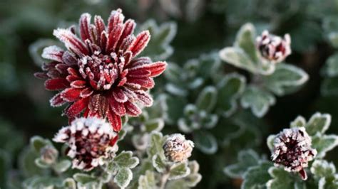 Esta Es La Planta De Invierno Que Atrae La Buena Suerte Y Felicidad A