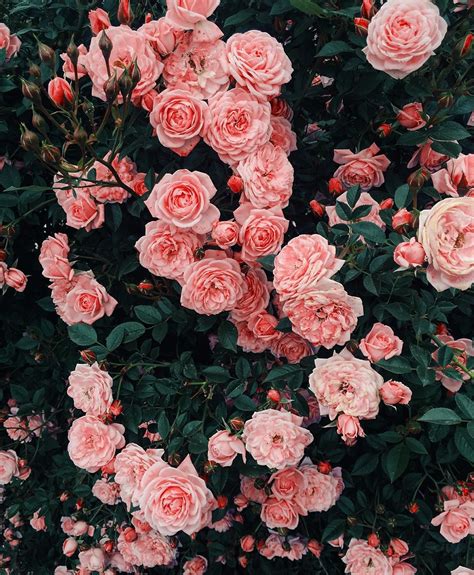 Aesthetic Pictures Pink Flowers References Mdqahtani
