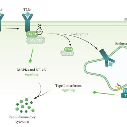 Schematic Representation Of The Adaptors That Bind The TIR Domain Of