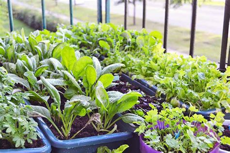 Best Vegetables For Container Gardening In Full Sun Fasci Garden
