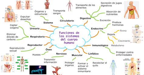 Nuevo Mapa Mental Del Cuerpo Humano Partes Funciones Y Padecimientos