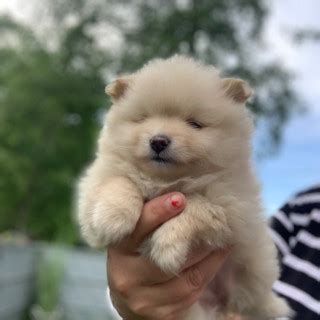 1 år gammal Pomeranian säljs av Linda från Ljungbyhed Skaffa Hund